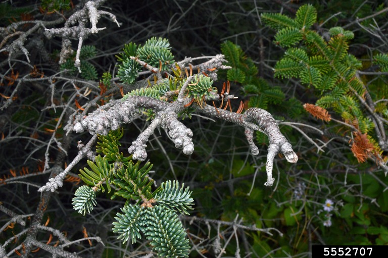 balsam woolly adelgid (Adelges piceae (Ratzeburg, 1844))