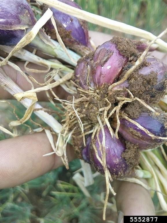 bacterial leaf streak and bulb rot (Pseudomonas viridiflava (Burkholder ...