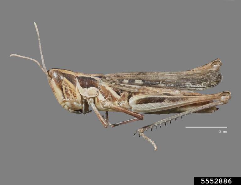 crenulate-winged grasshopper (Cordillacris crenulata)