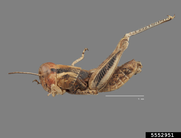 migratory grasshopper (Melanoplus sanguinipes (Fabricius, 1798))
