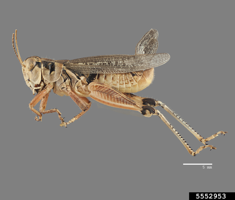 migratory grasshopper, Melanoplus sanguinipes (Orthoptera: Acrididae ...
