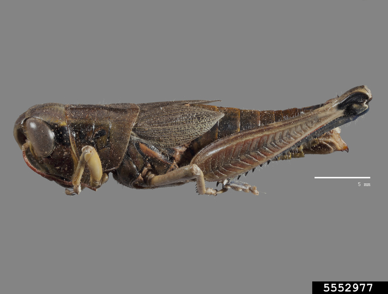 large-headed grasshopper (Phoetaliotes nebrascensis (Thomas, 1872))
