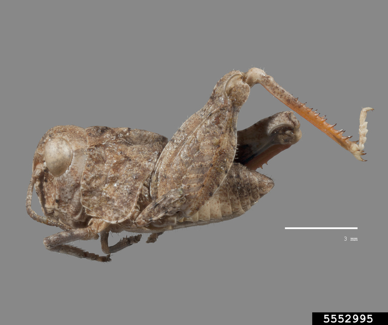 red-shanked grasshopper (Xanthippus corallipes (Haldeman, 1852))
