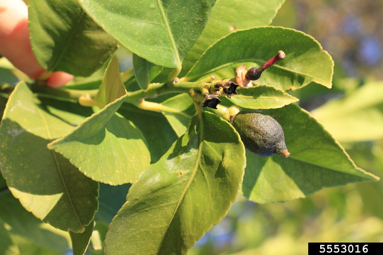 cold injury (low temperature)