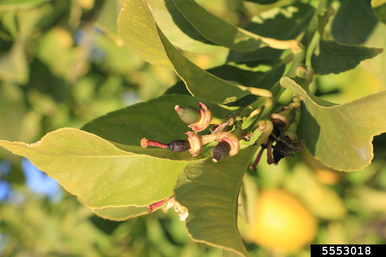 cold injury (low temperature)