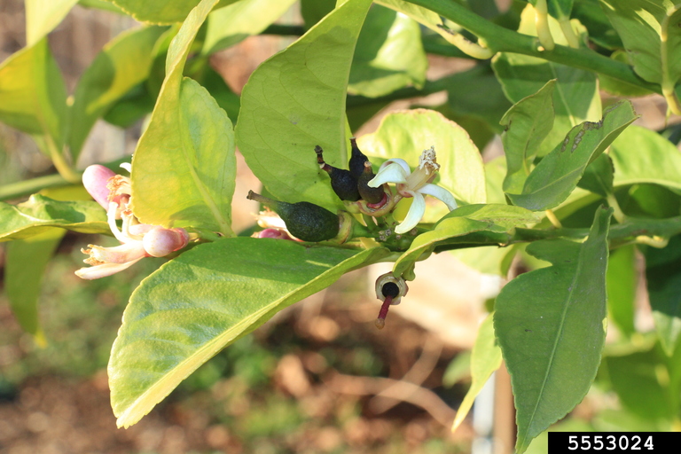 cold injury (low temperature)