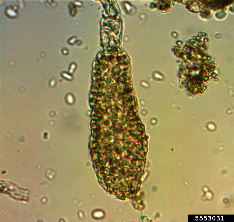 powdery mildew hyperparasite (Ampelomyces quisqualis Ces.)