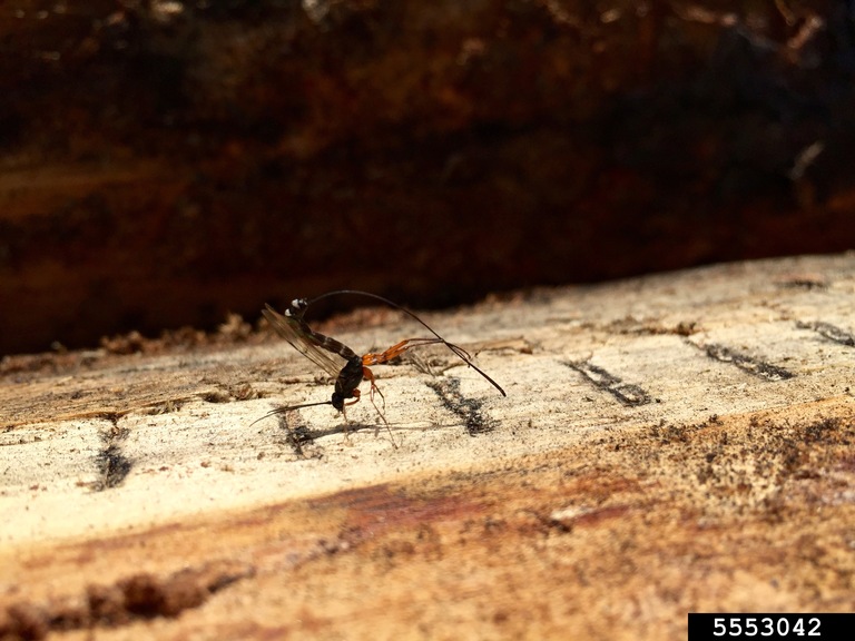 Ichneumonid wasps (Family Ichneumonidae)