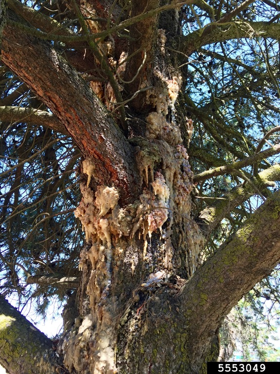 sequoia pitch moth (Synanthedon sequoiae)