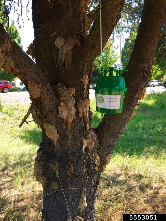 sequoia pitch moth (Synanthedon sequoiae (Henry Edwards))