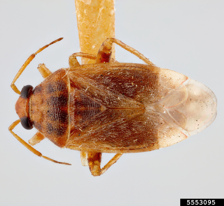 plant bug (Agnocoris pulverulentus)