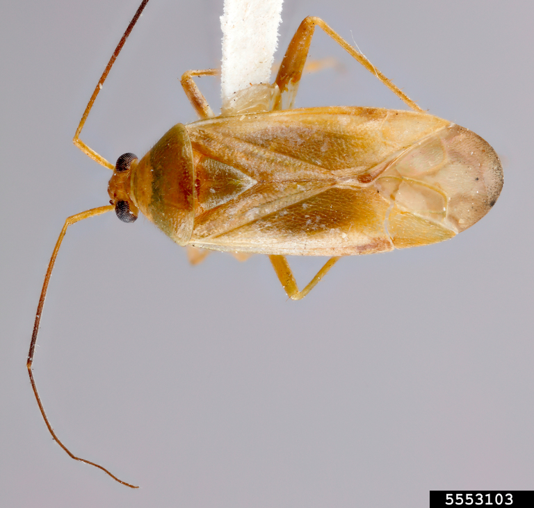 green capsid bug (Lygocoris pabulinus (Linnaeus))