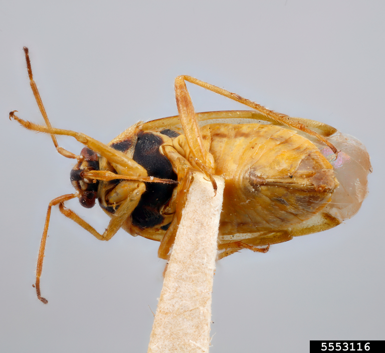 plant bug (Orthops scutellatus Uhler)