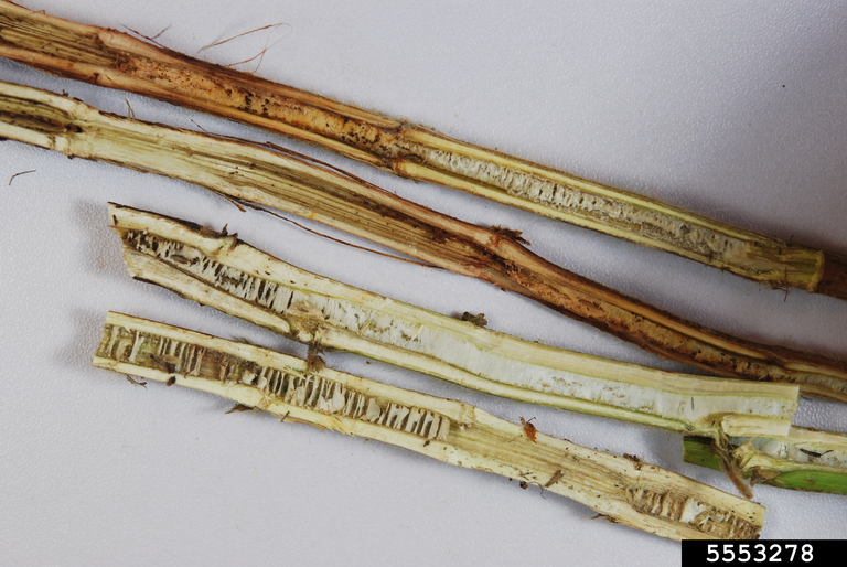 Brown stem rot (Phialophora gregata (Allington & D.W. Chamb.) W. Gams)