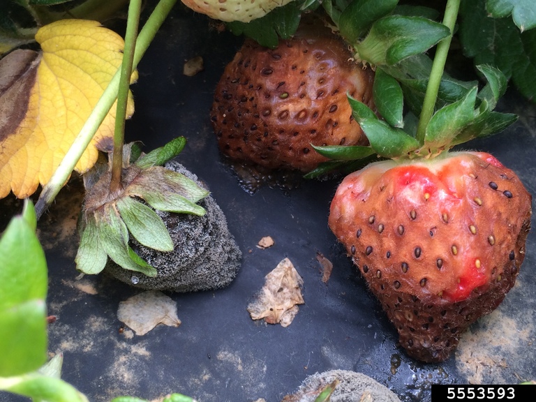 gray mold (Botrytis cinerea Pers.:Fr)