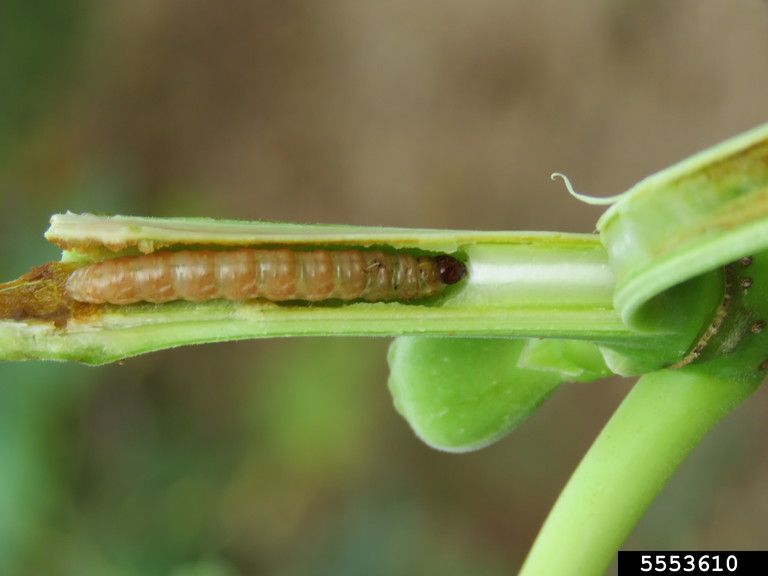 Crambid moth (Azochis gripusalis ) on edible fig (Ficus carica ) - 5553610