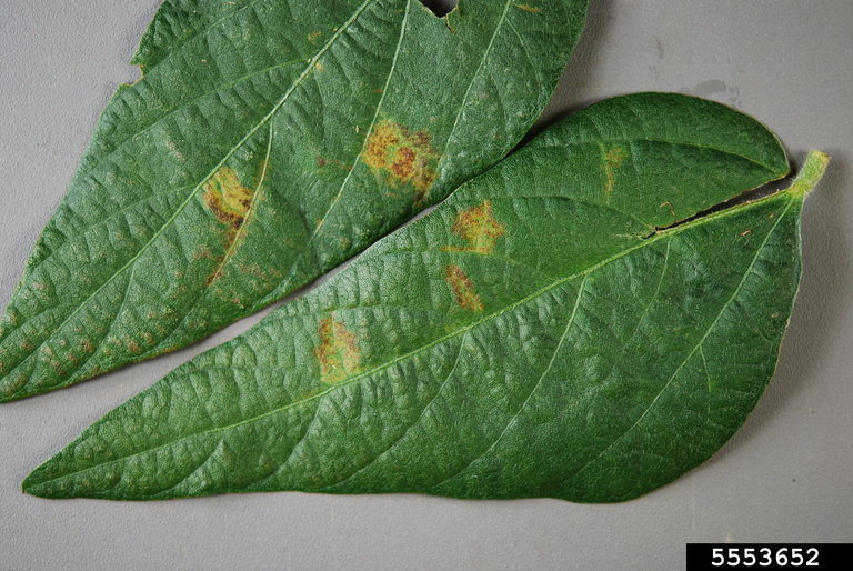 Soybean Vein Necrosis Virus (SVNV) (Tospovirus Soybean Vein Necrosis Virus)