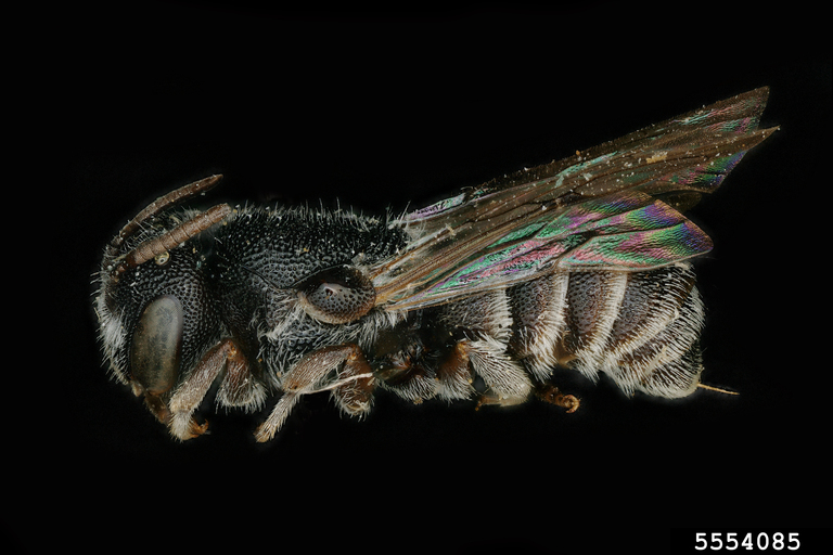 Bee (Afrostelis aethiopica)