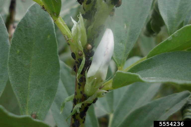 bean aphid (Aphis fabae Scopoli, 1763)