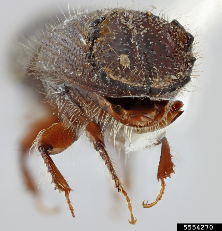 bark beetle (Ips apache Lanier, 1991)