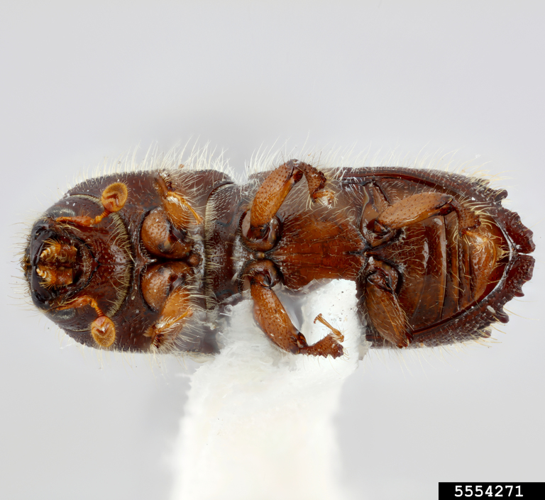bark beetle (Ips apache Lanier, 1991)