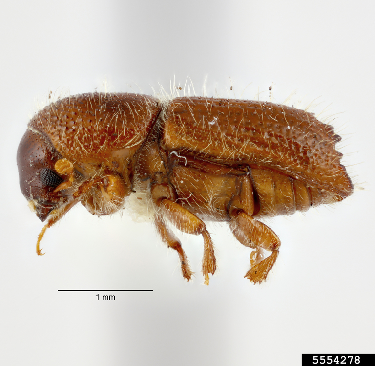 bark beetle (Ips borealis ssp. borealis (Swaine))
