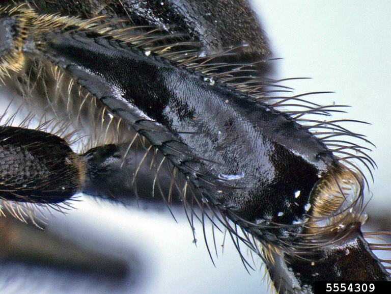 Black dwarf honey bee (Apis andreniformis Smith)