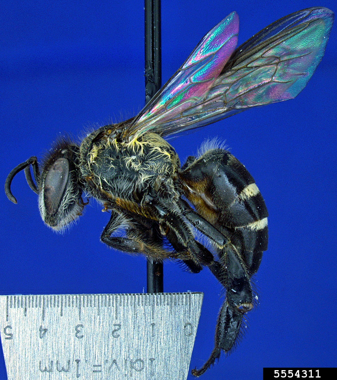 Black dwarf honey bee (Apis andreniformis)