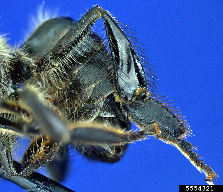 Black dwarf honey bee (Apis andreniformis Smith)