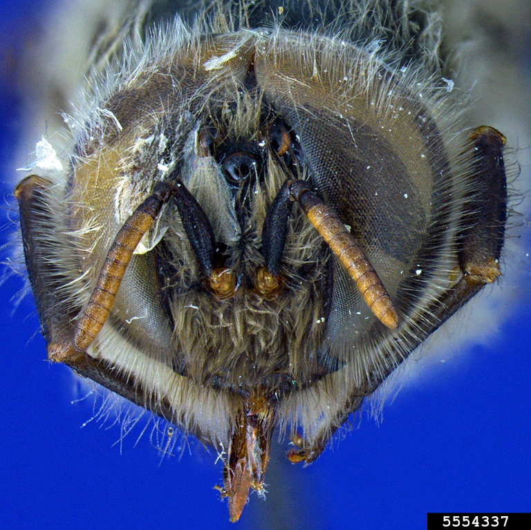 Black dwarf honey bee (Apis andreniformis Smith)