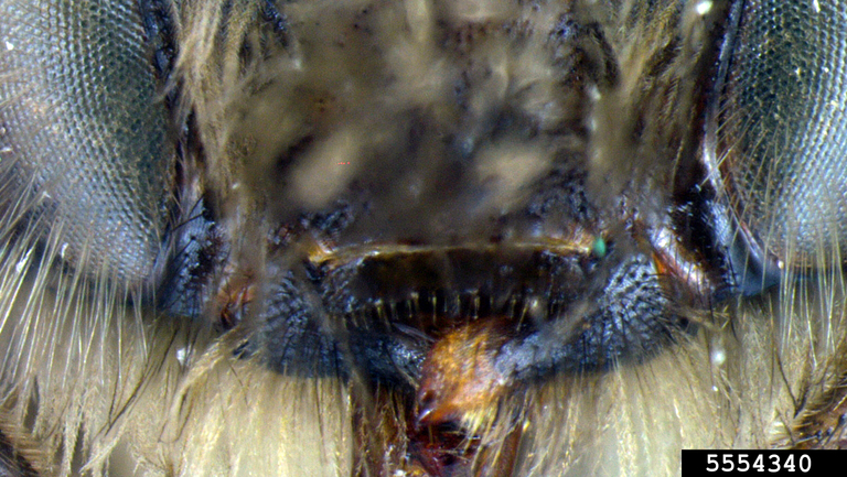 Black dwarf honey bee (Apis andreniformis Smith)