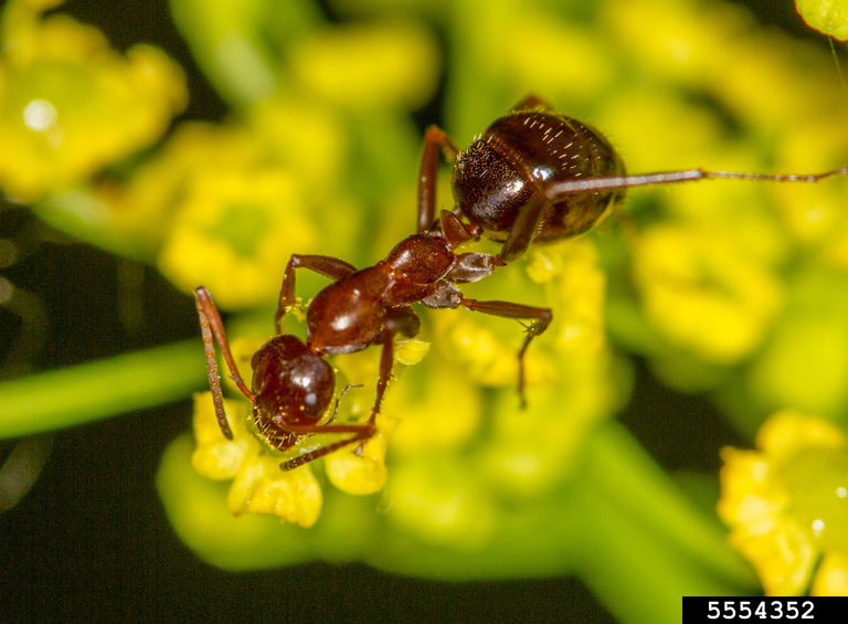 ants (Genus Formica Linnaeus, 1758)