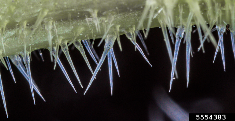 stinging nettle (Urtica dioica L.)