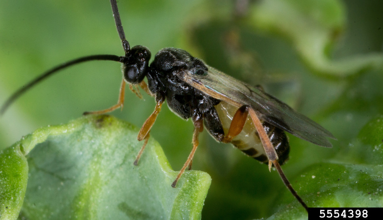 Braconid wasp (Cotesia rubecula (Marshall, 1885))