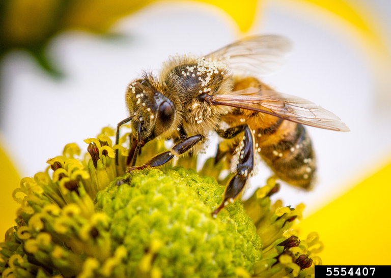 honey bee (Apis mellifera Linnaeus)