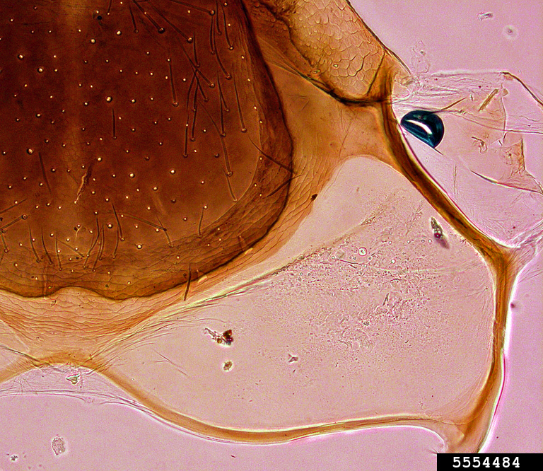 Black dwarf honey bee (Apis andreniformis Smith)