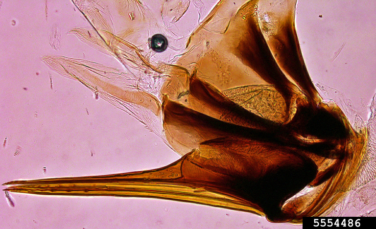 Black dwarf honey bee (Apis andreniformis Smith)