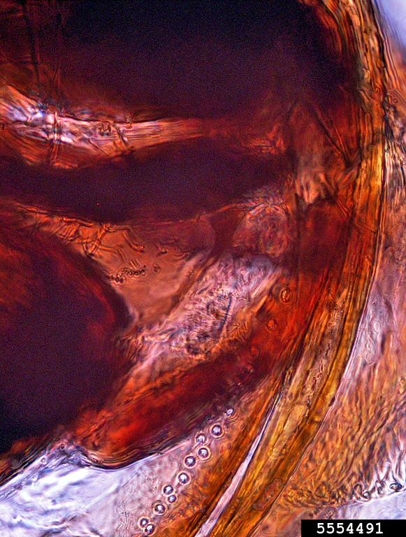 Black dwarf honey bee (Apis andreniformis Smith)