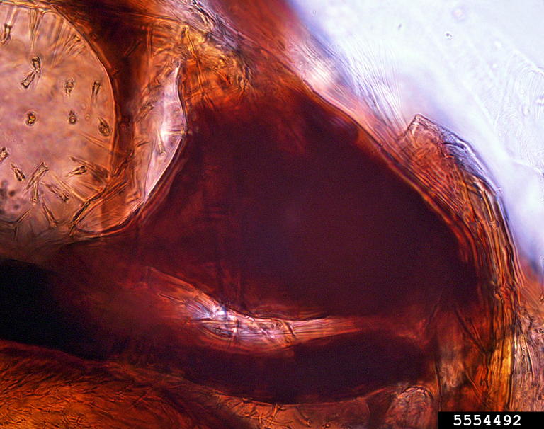 Black dwarf honey bee (Apis andreniformis Smith)