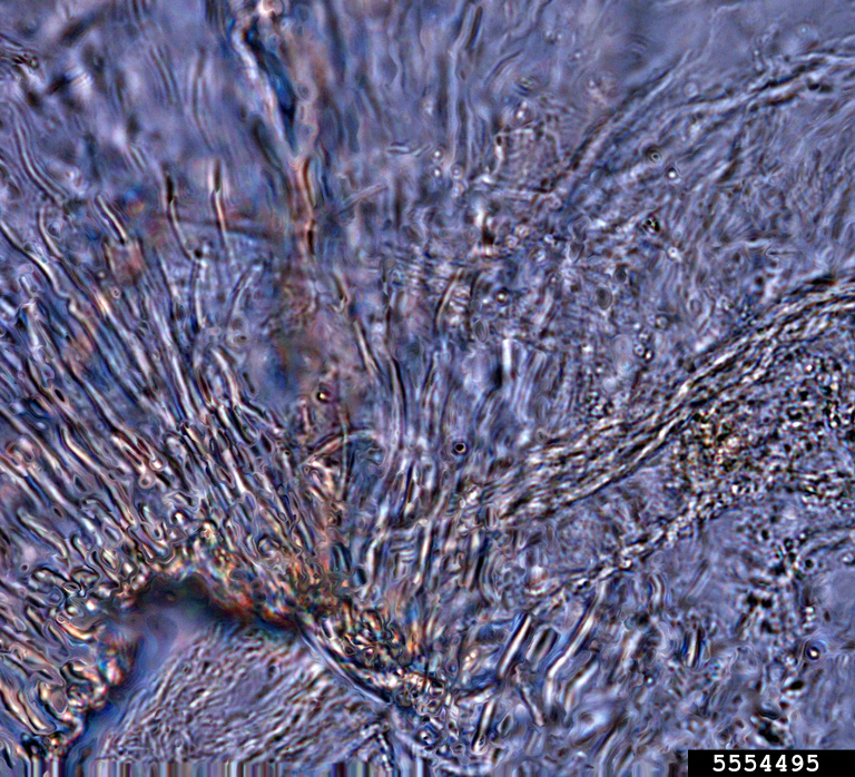 Black dwarf honey bee (Apis andreniformis Smith)