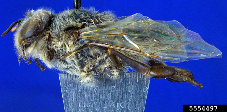 Black dwarf honey bee (Apis andreniformis Smith)