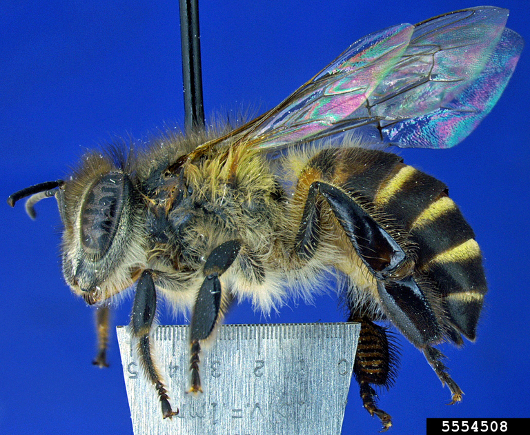 Asiatic honey bee (Apis cerana Fabricius, 1793)