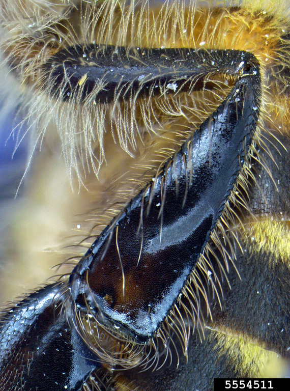 Asiatic honey bee (Apis cerana Fabricius, 1793)