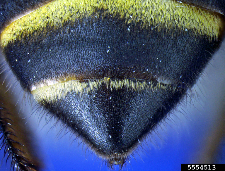 Asiatic honey bee (Apis cerana Fabricius, 1793)