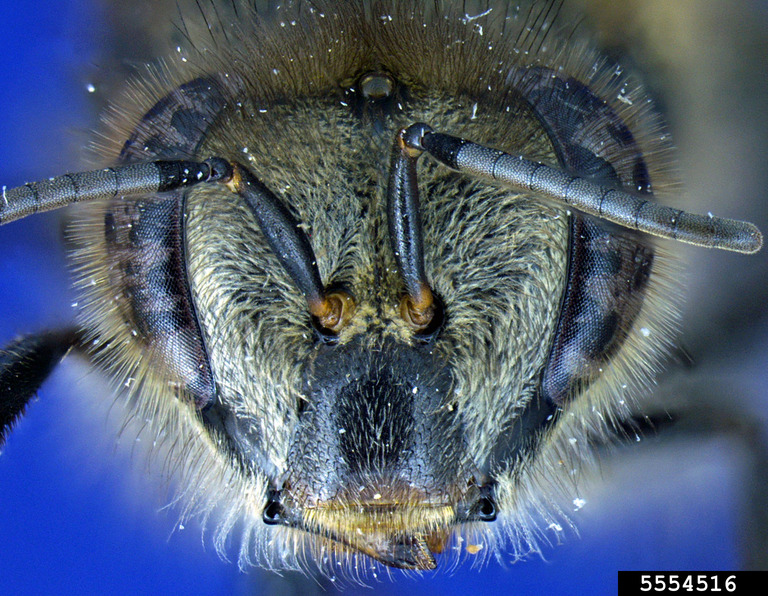 Asiatic honey bee (Apis cerana Fabricius, 1793)