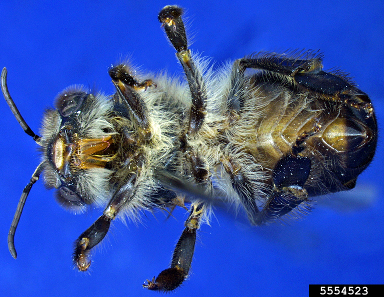 Asiatic honey bee (Apis cerana Fabricius, 1793)