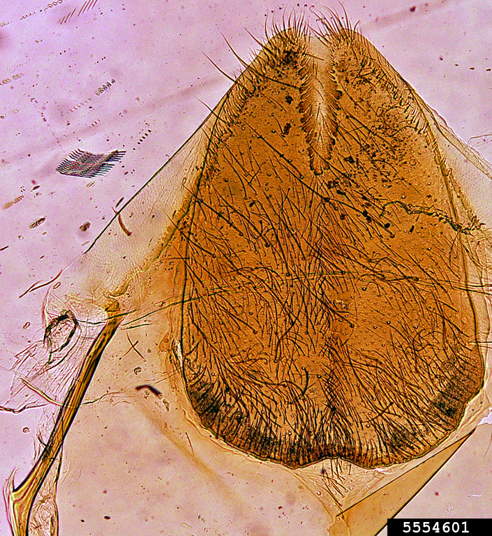giant honeybee (Apis dorsata Fabricius, 1793)