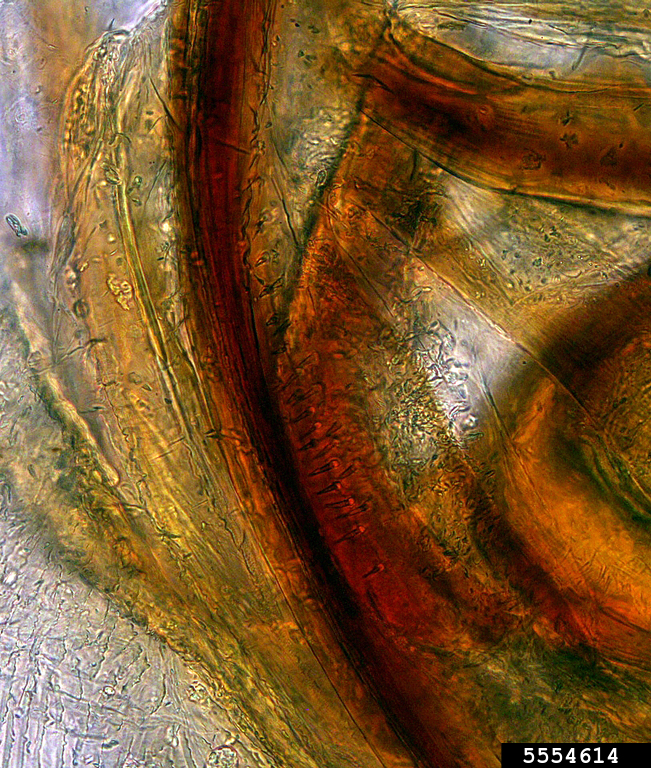 giant honeybee (Apis dorsata Fabricius, 1793)