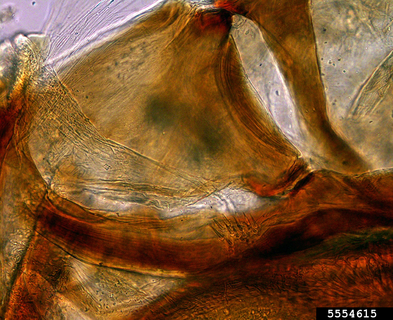 giant honeybee (Apis dorsata Fabricius, 1793)