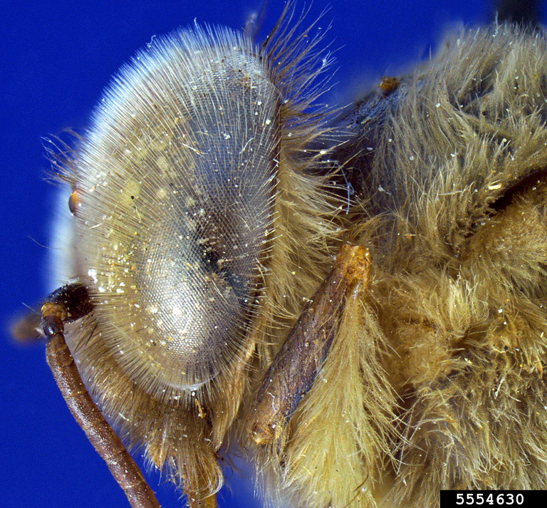 giant honeybee (Apis dorsata Fabricius, 1793)